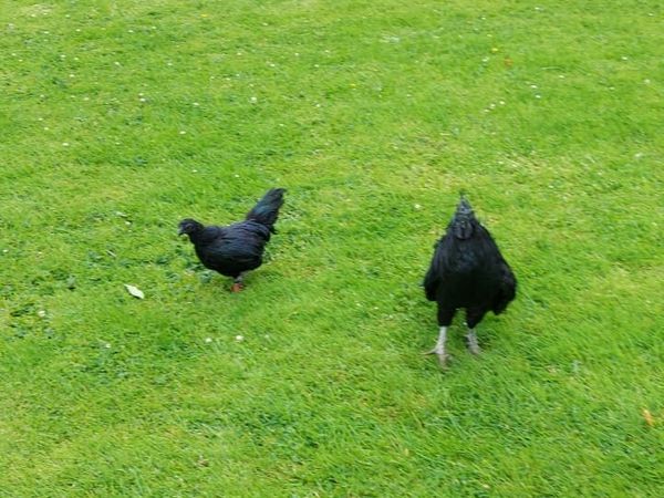 Silkies, Speckled Leg Horned & Wyandotte Chickens for sale in Co ...