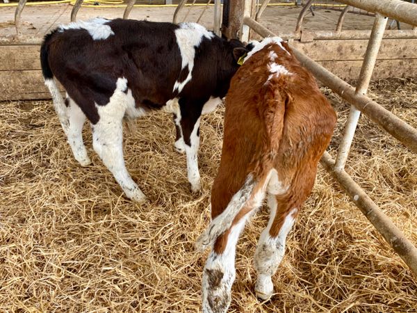 Super Simmental Reared Bulls for sale in Co. Longford for €365 on DoneDeal