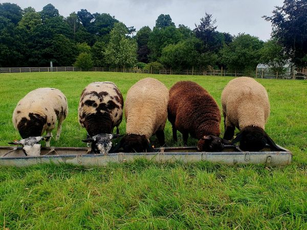 Dutch Spotted and Suffolk Ram Lambs for sale in Co. Armagh for £123 on ...