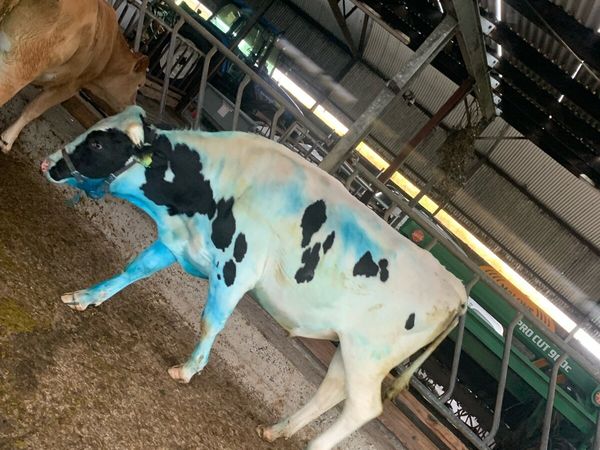 Young teaser vasectomised bull for sale in Co. Mayo for €1,300 on DoneDeal