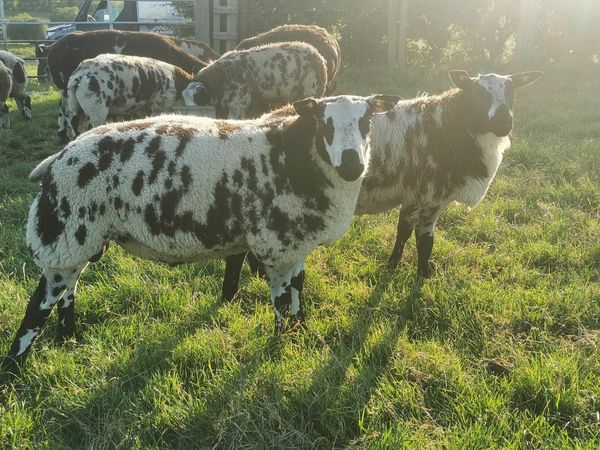 Dutch Spotted and Suffolk Ram Lambs for sale in Co. Armagh for £123 on ...