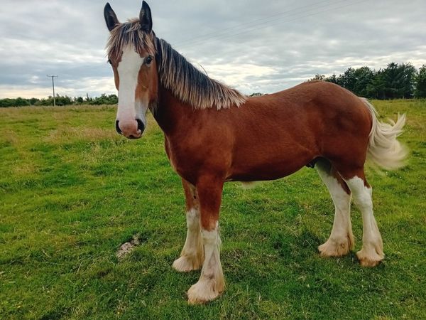 ***S_O_L_D*** Clydesdale Yearling Colt for sale in Co. Meath for €1 on ...
