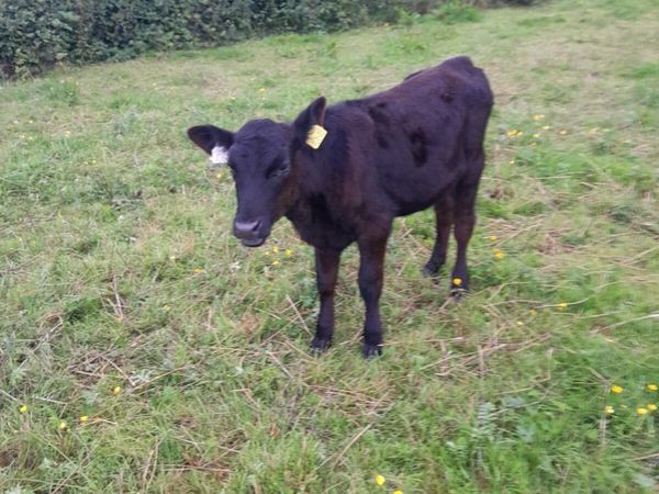 For sale 10 aax heifer runners for sale in Co. Roscommon for €111,111 ...