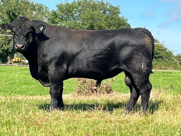 ANGUS BULl for sale in Co. Tipperary for €2,900 on DoneDeal