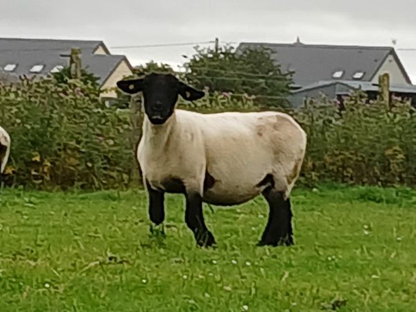 Purebred Suffolk Sheep for sale in Co. Galway for €0 on DoneDeal Purebred Suffolk Sheep for sale in Co. Galway for €0 on DoneDeal