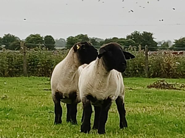 Purebred Suffolk Sheep for sale in Co. Galway for €0 on DoneDeal Purebred Suffolk Sheep for sale in Co. Galway for €0 on DoneDeal