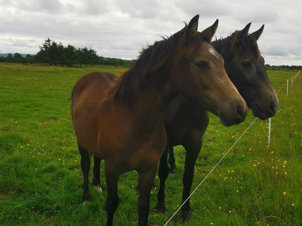 Connemara Ponies | 77 All Sections Ads For Sale in Ireland | DoneDeal