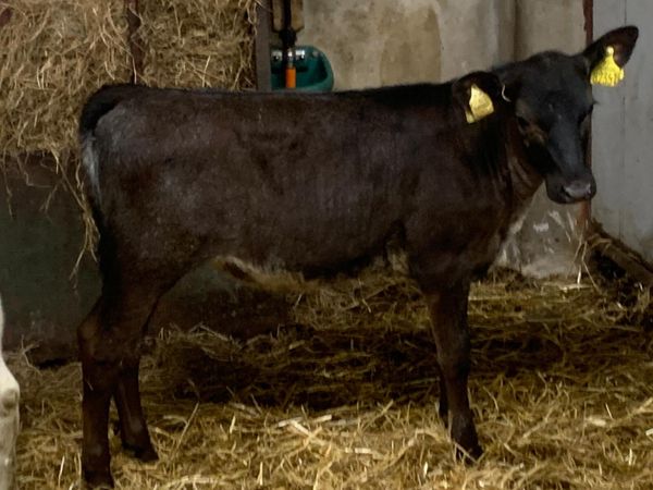 Super Blue Grey Angus Heifer Calf for sale in Co. Tipperary for €0 on ...