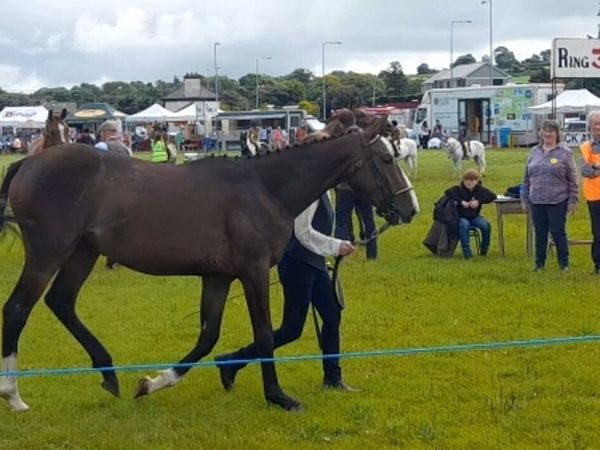 6 year old Thoroughbred Mare for sale in Co. Cork for €2,000 on DoneDeal