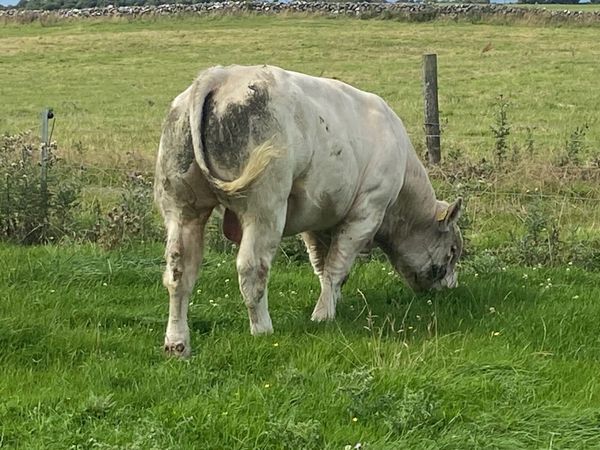 Charolais Bulls For Sale 5 Star ⭐️Lapon for sale in Co. Galway for € ...