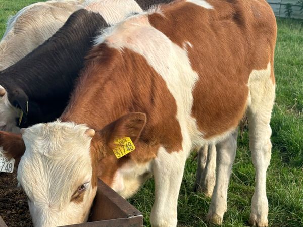 2 Comrade SI Bull Runners for sale in Co. Mayo for €500 on DoneDeal