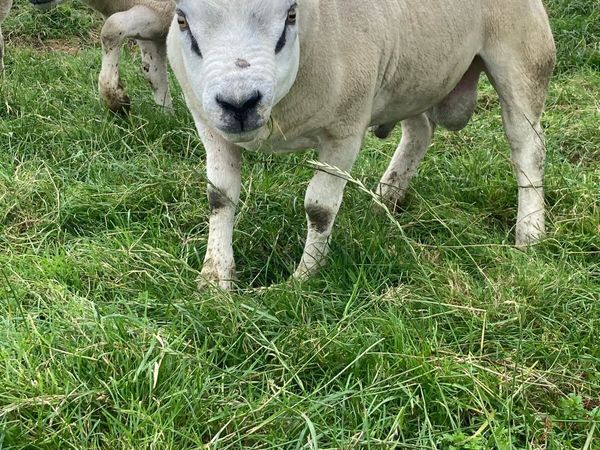 PB Hogged rams SIS approved for sale in Co. Longford for €0 on DoneDeal