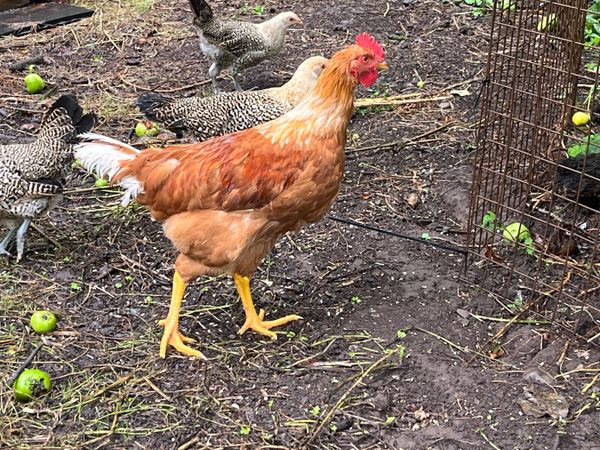New Hampshire Red Rooster/ Rhode Island for sale in Co. Meath for €15 ...