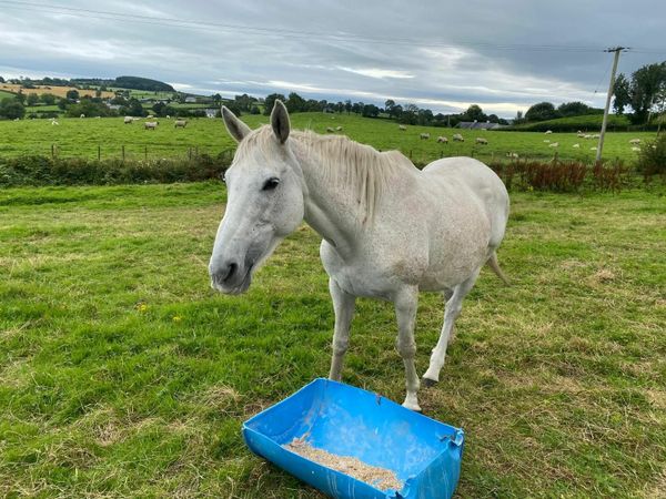 All Sections Ads For Sale in Ulster | DoneDeal