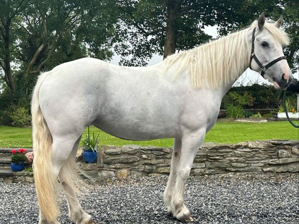 Ponies Ads For Sale in Ireland | DoneDeal