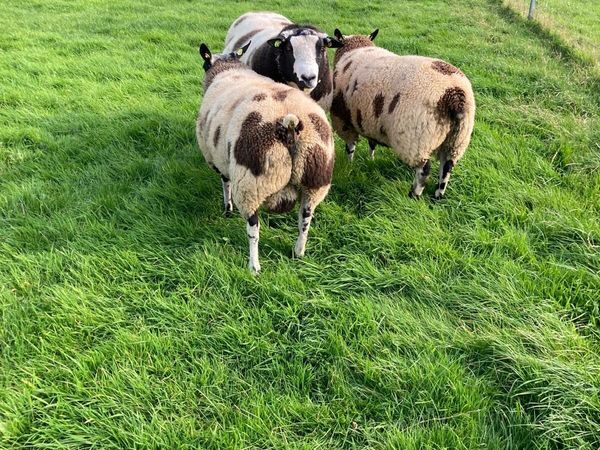 Dutch spotted sheep for sale in Co. Mayo for €1 on DoneDeal
