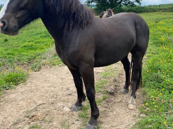 Ponies Ads For Sale in Ireland | DoneDeal