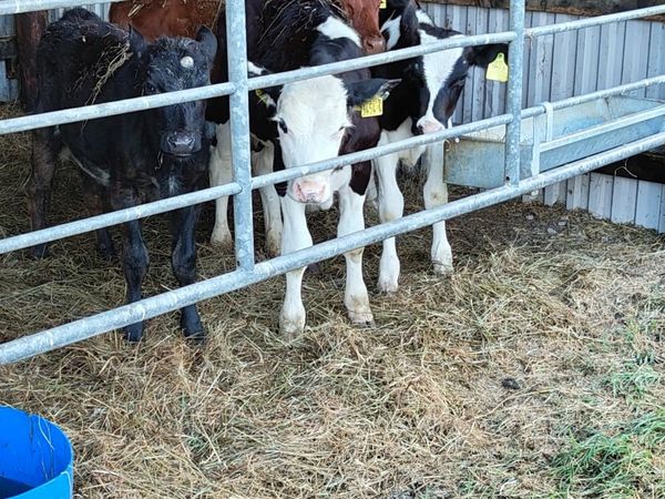 calves | 15 Livestock Ads For Sale in Fermanagh | DoneDeal