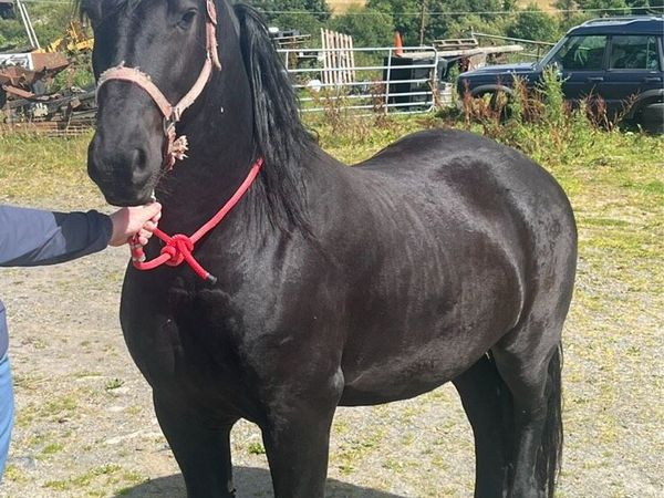 Friesian x cob Gelding for sale in Co. Dublin for €5,000 on DoneDeal