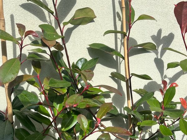 Red Robin & Laurel hedges tree - shrub - screening for sale in Co ...
