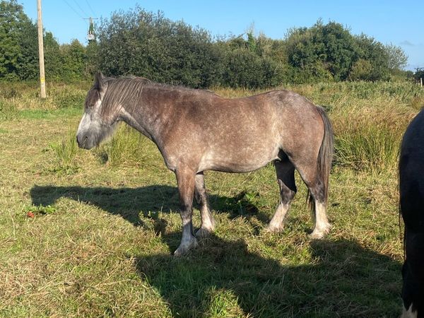 Cobs for sale for sale in Co. Longford for €1,234 on DoneDeal