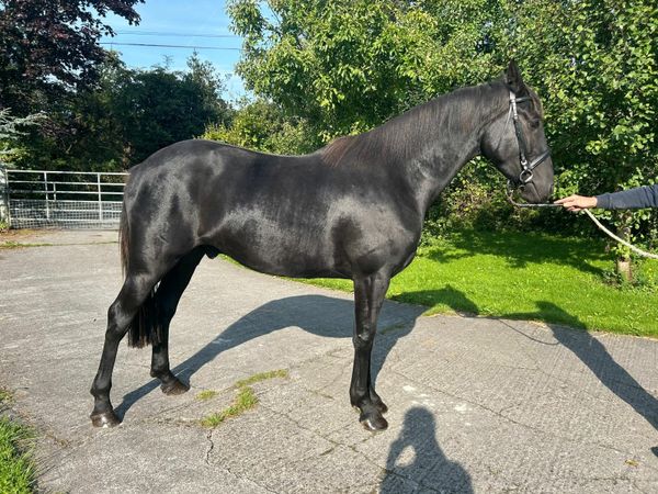 Horses Ads For Sale in Ireland | DoneDeal