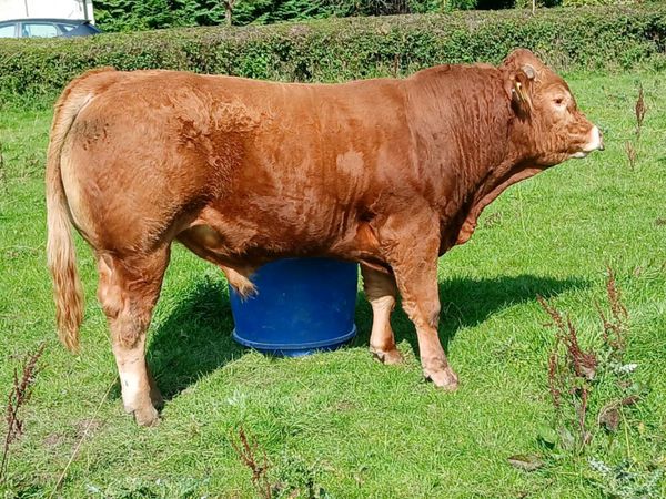 Beef Cattle Ads For Sale in Ireland | DoneDeal