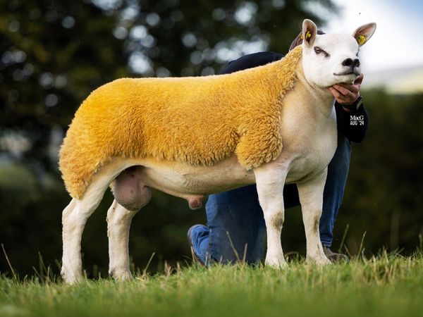 Pedigree registered Texel hogget ewes for sale in Co. Galway for €0 on ...