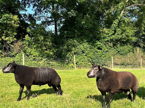 Pedigree blue texel ram lambs for sale in Co. Derry for £450 on DoneDeal