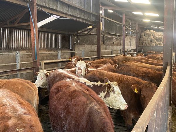 calves | 13 Livestock Ads For Sale in Fermanagh | DoneDeal
