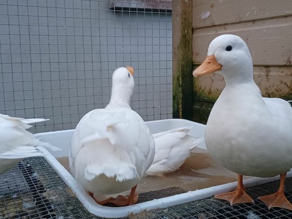 2024 White call drakes for sale in Co. Tyrone for £20 on DoneDeal