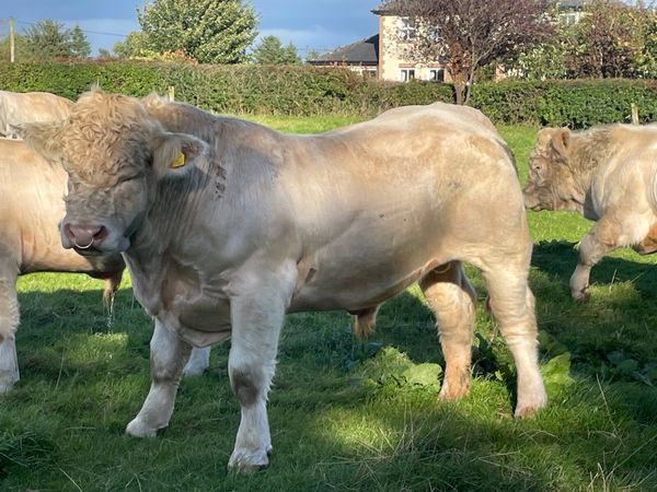 Beef Cattle Ads For Sale in Ireland | DoneDeal