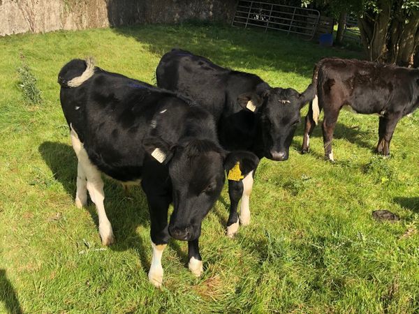 Farming Ads For Sale in Ireland | DoneDeal