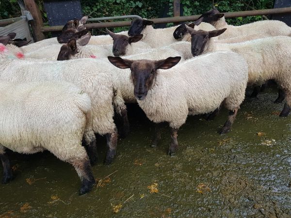 Suffolk x Cheviot Mule ewe lambs for sale in Co. Meath for €175 on DoneDeal