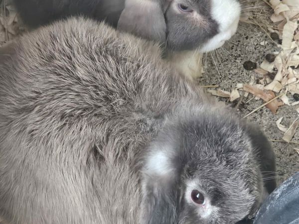 Mini lops & adult rabbits for sale in Co. Carlow for €50 on DoneDeal