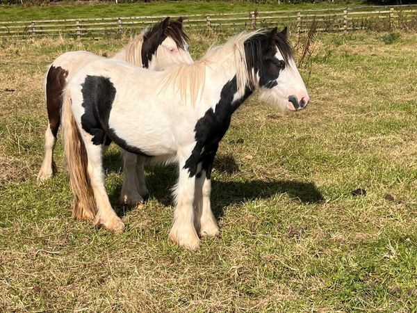 Ponies Ads For Sale in Ireland | DoneDeal