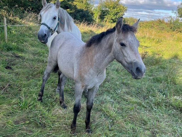 connemara | 282 Ponies Ads For Sale in Ireland | DoneDeal