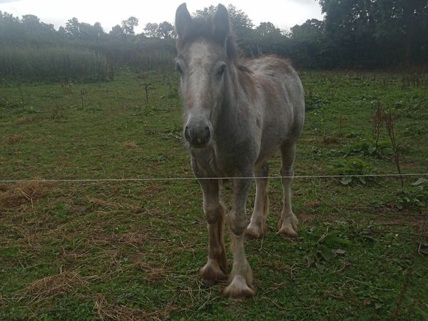 Cobs Ads For Sale in Ireland | DoneDeal