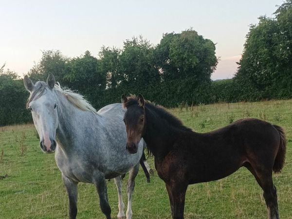 Equine Ads For Sale in Ireland | DoneDeal