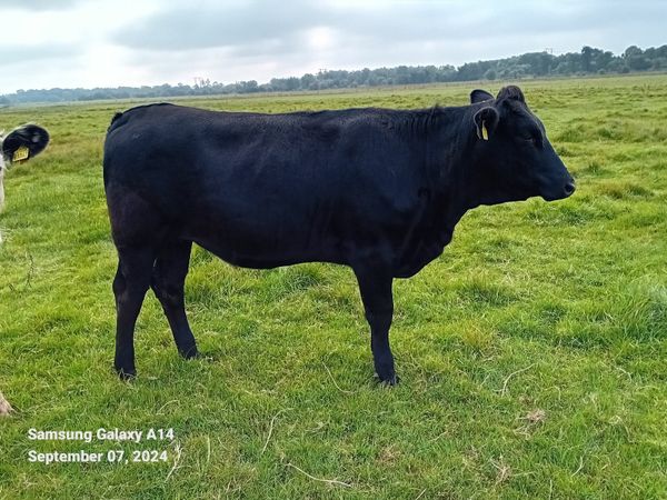 Beef Cattle Ads For Sale in Ireland | DoneDeal