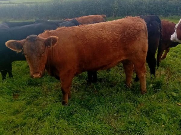 Beef Cattle Ads For Sale in Ireland | DoneDeal