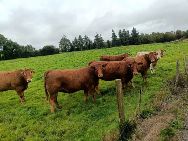 Beef Cattle Ads For Sale in Ireland | DoneDeal