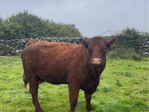 Beef Cattle Ads For Sale in Ireland | DoneDeal