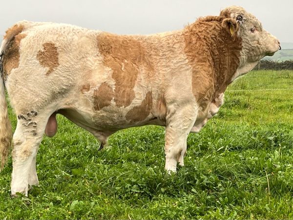 Beef Cattle Ads For Sale in Ireland | DoneDeal