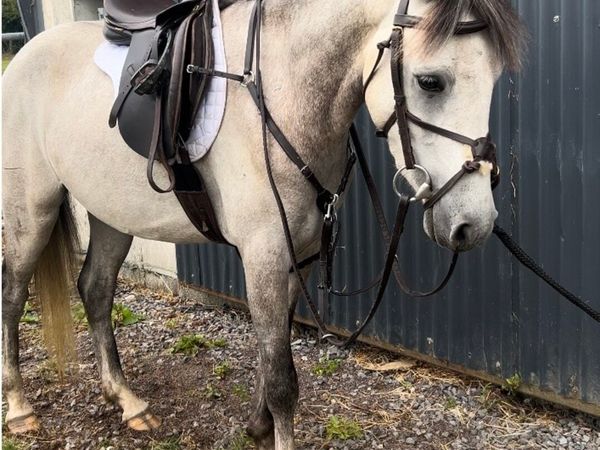 Ponies Ads For Sale in Ireland | DoneDeal