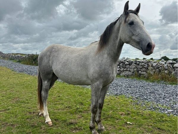3yr old Irish Draught gelding for sale in Co. Galway for €3,500 on DoneDeal