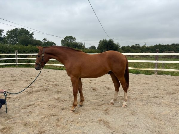 Horses Ads For Sale in Ireland | DoneDeal