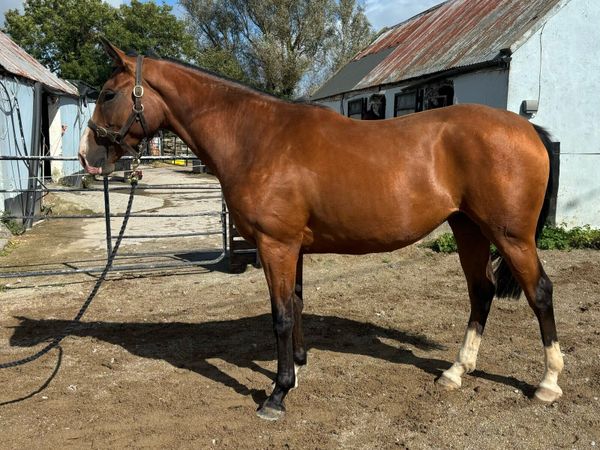 Horses Ads For Sale in Ireland | DoneDeal