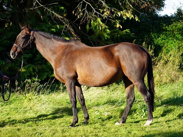 Horses Ads For Sale in Ireland | DoneDeal