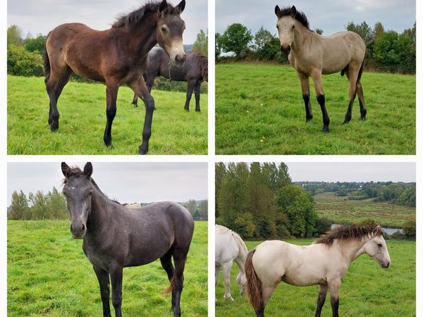 Ponies Ads For Sale in Ireland | DoneDeal